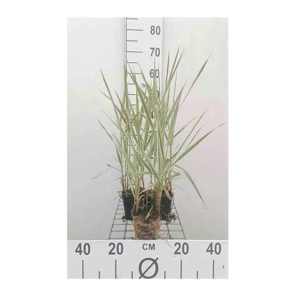 Rietgras, Kanariegras, Bont rietgras - Phalaris arundinacea var. picta ... Rietgras, Kanariegras, Bont rietgras - Phalaris arundinacea var. picta ...