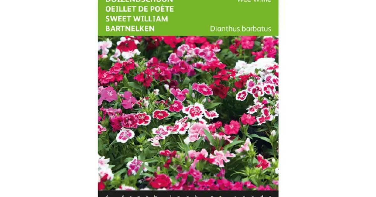 Duizendschoon Wee Willie - Dianthus barbatus - Duizendschoon Wee Willie ...