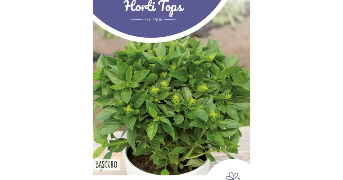 Griekse potbasilicum donkergroene - Ocimum basilicum Bascuro - Griekse ...