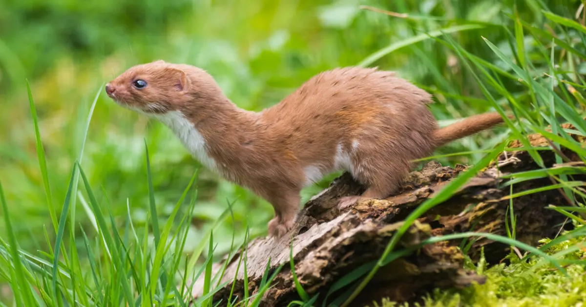 Soorten marterachtigen - marter in de tuin- Tuinadvies Nederland