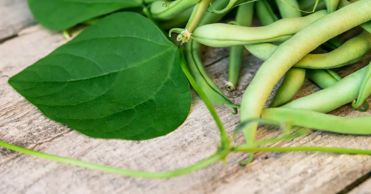Bonen zaaien - soorten bonen moestuin- Tuinadvies Nederland
