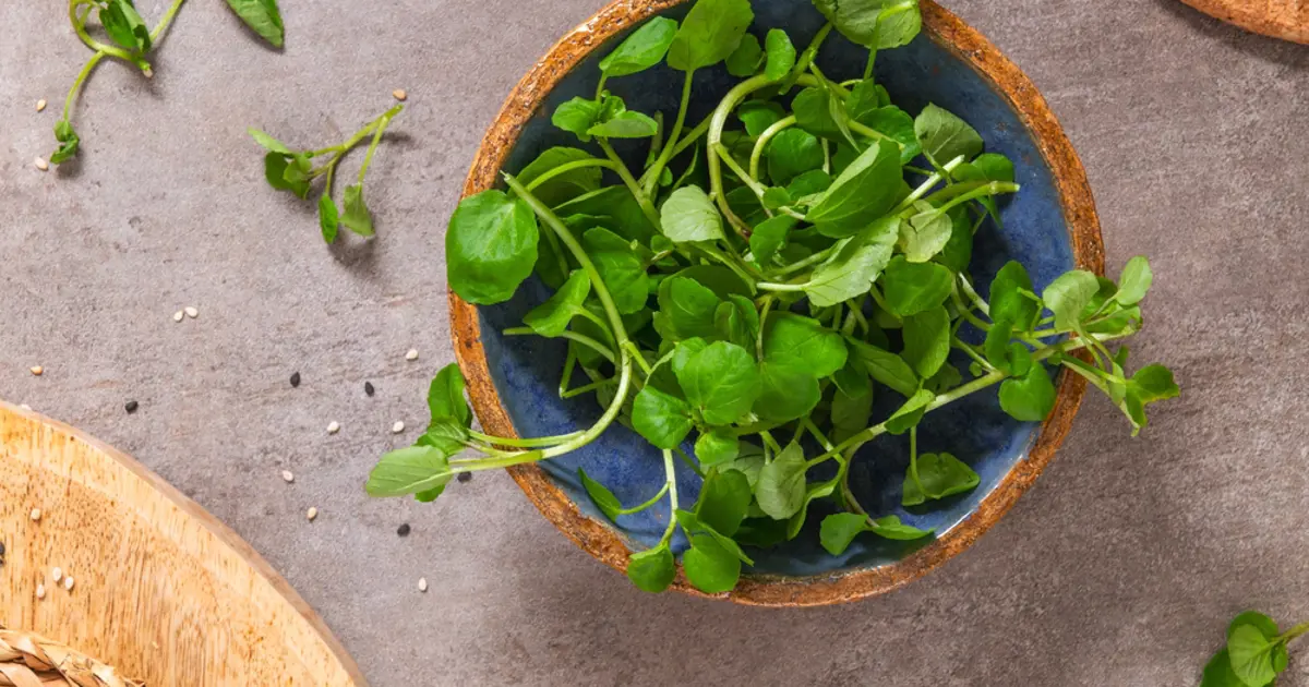 Wat is het verschil tussen waterkers en tuinkers- Tuinadvies Nederland